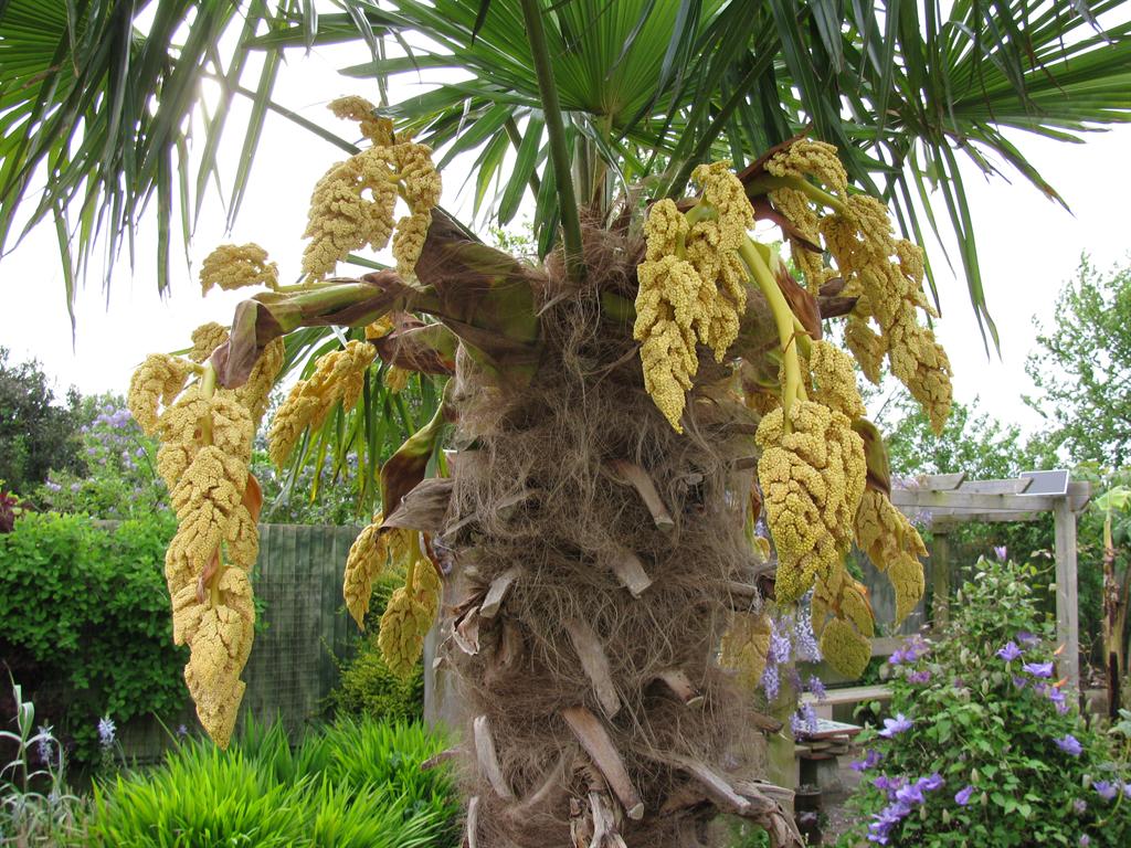 Trees – Devon Subtropical Garden